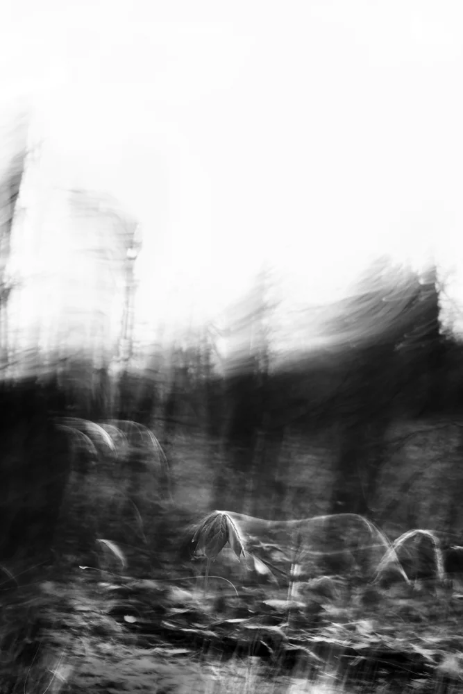 ISO — Allen Morris | photographer