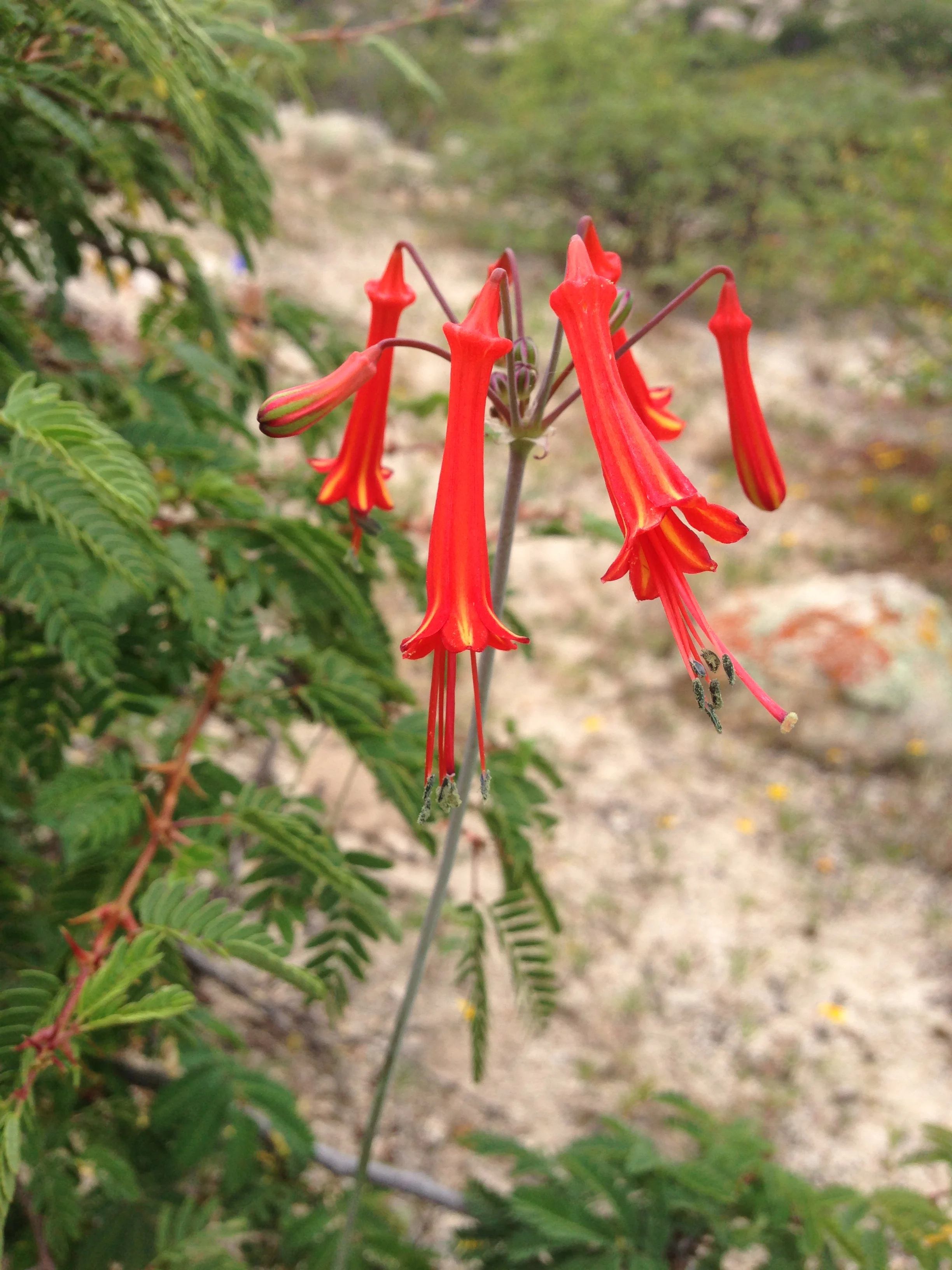 Botany — Rancho Cacachilas - Adventure Vacations in Baja California Sur ...