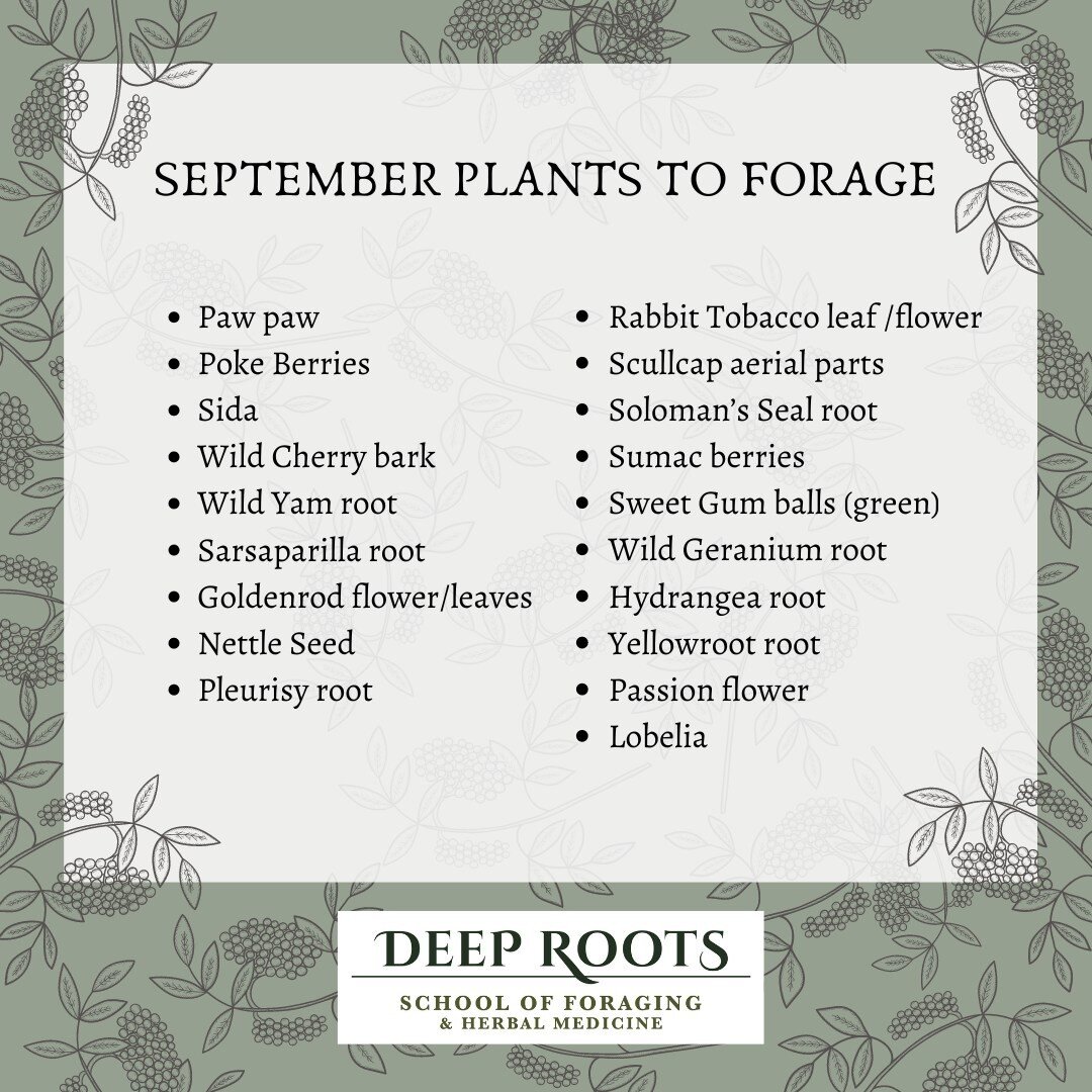 The Deep Roots School of Foraging & Herbal Medicine