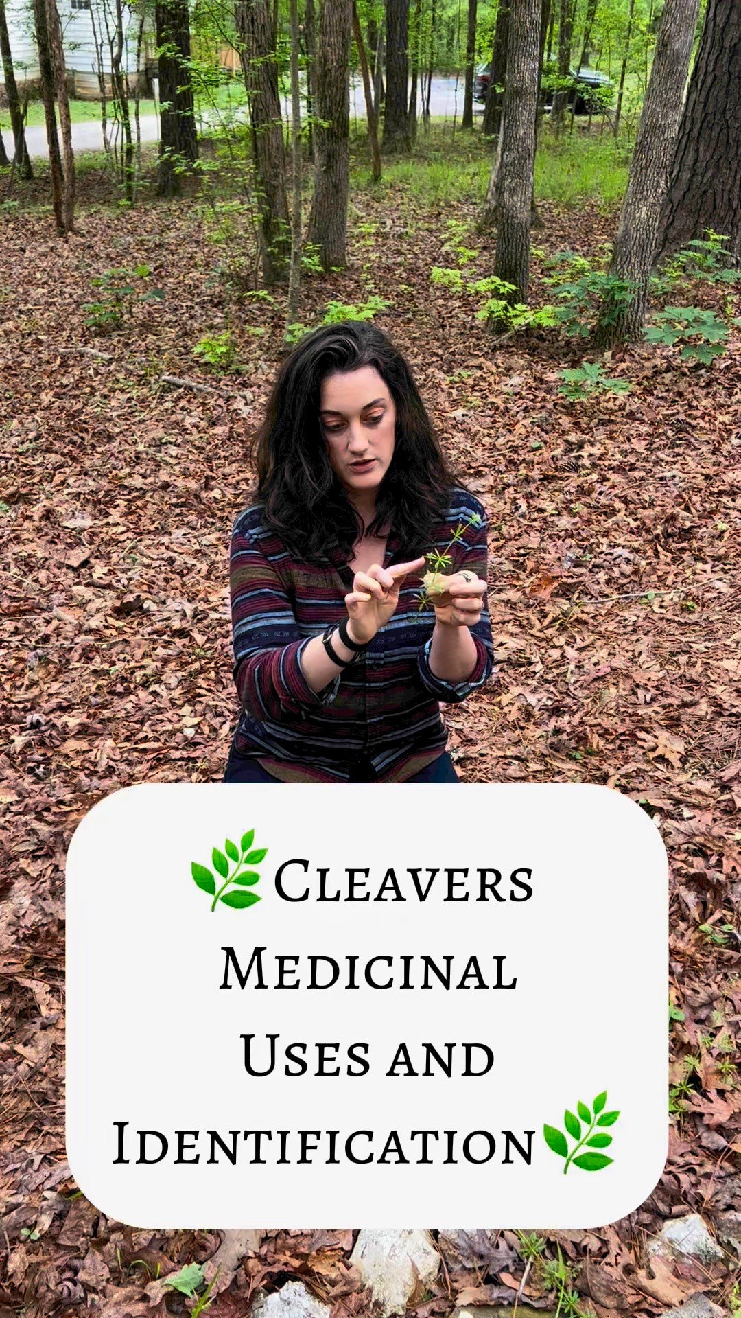 The Deep Roots School of Foraging & Herbal Medicine