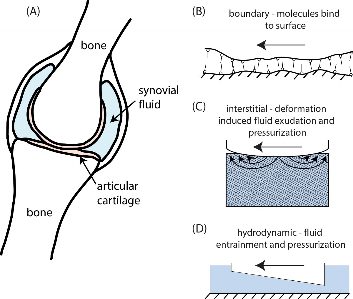 Lubrication Of Human Joints A First Post FUNCTIONAL TISSUE Lubrication Of Human Joints A First Post FUNCTIONAL TISSUE