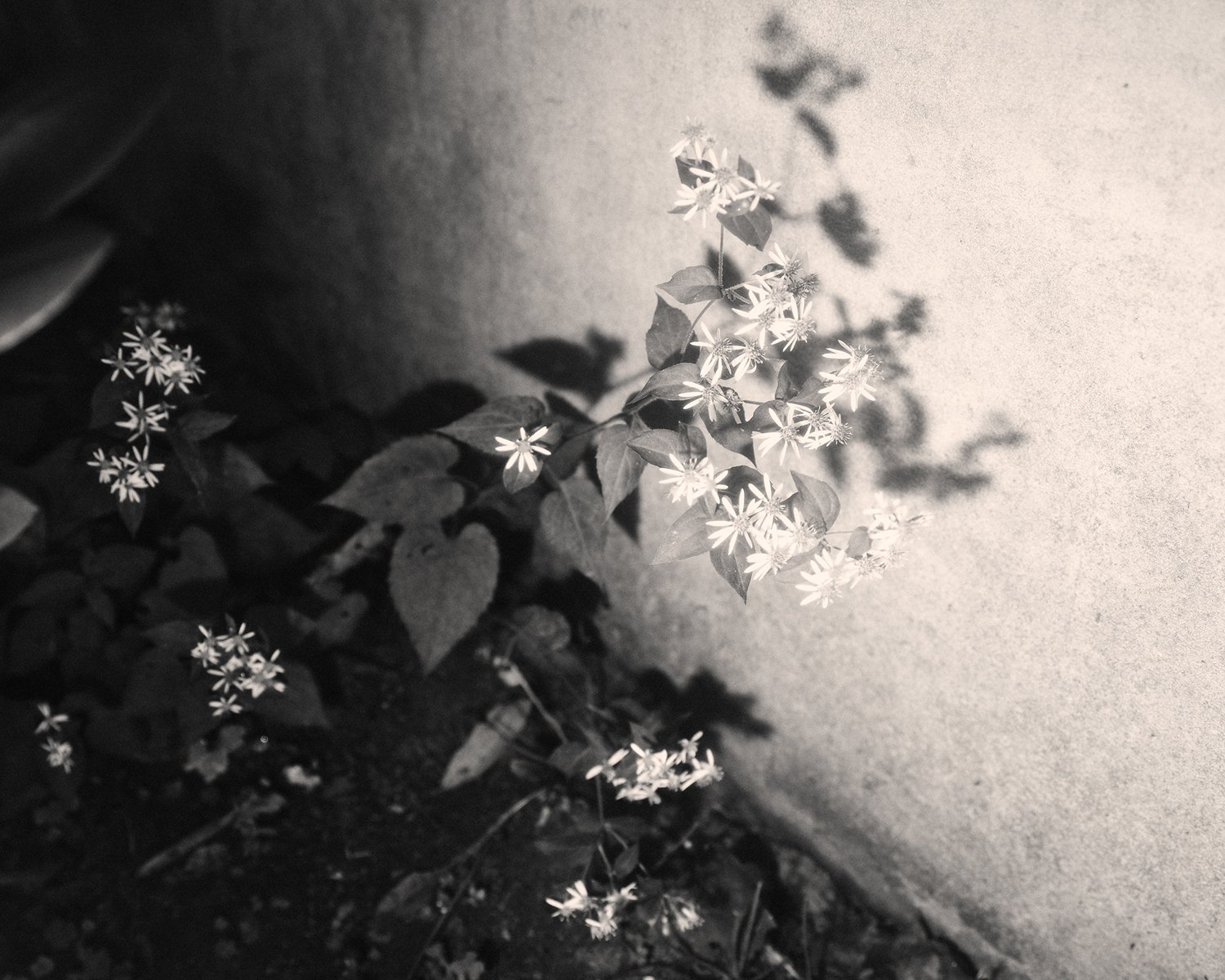 Andrew Foster Photography