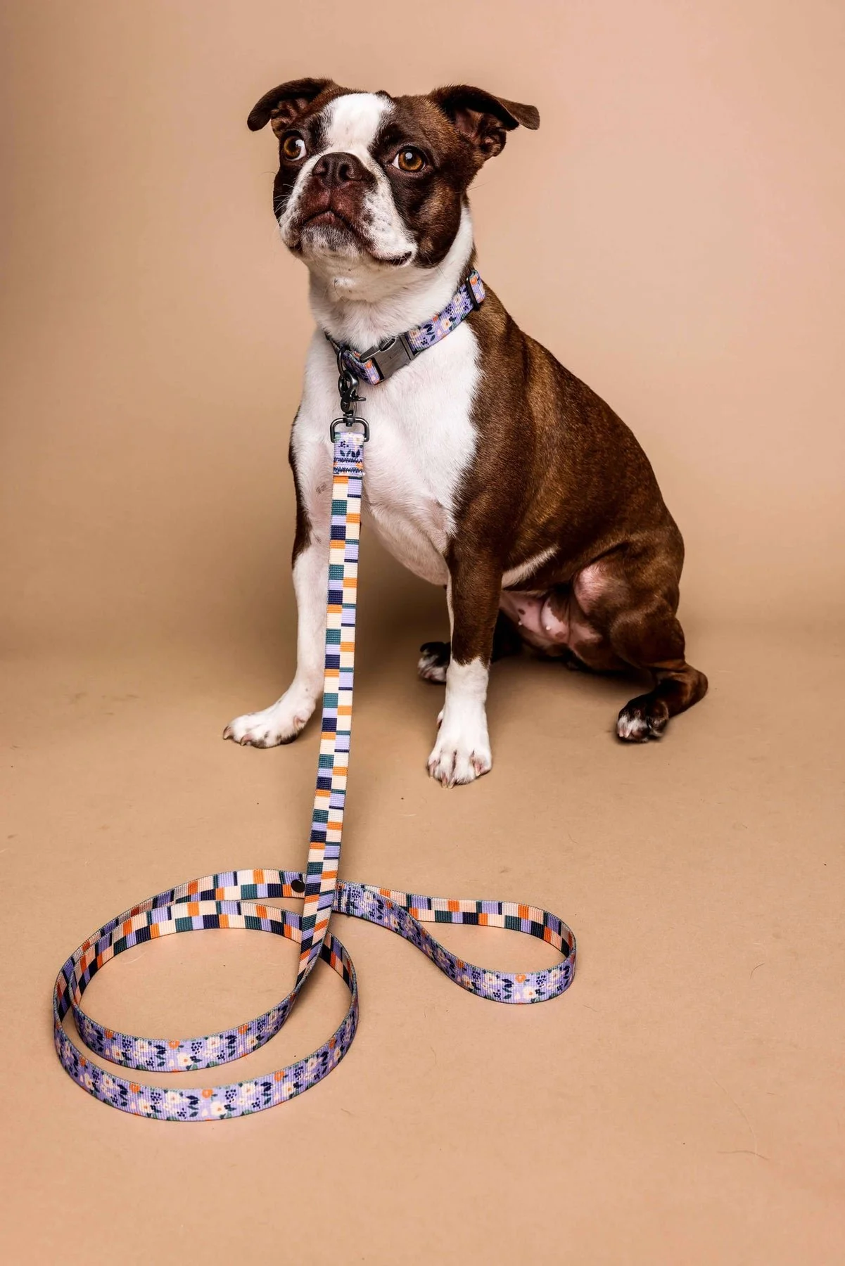 11 Eco-friendly Toys and Products That You and Your Dog Will Love ...