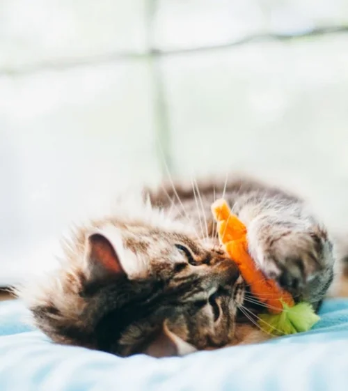 11 Sustainable Cat Toys and Products Purrfect for Your Feline Friend ...