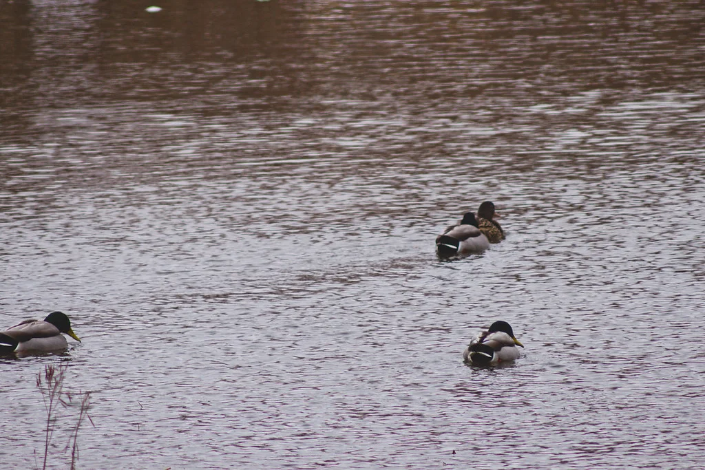 Wildlife in Stepping Stone Falls in Flint Michigan Photograph 18 ...