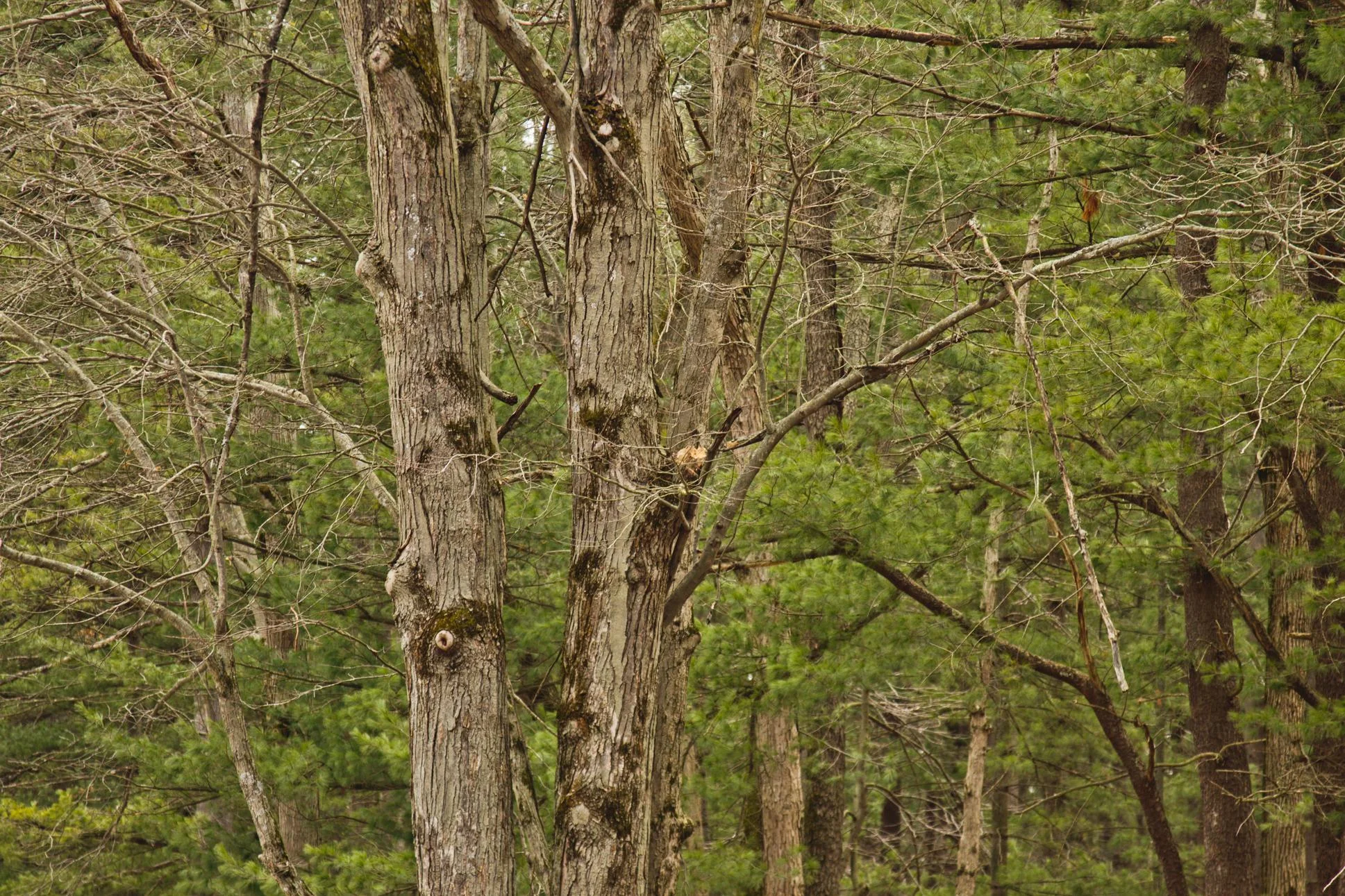 Sleeping Spring sample photograph 77 — photations