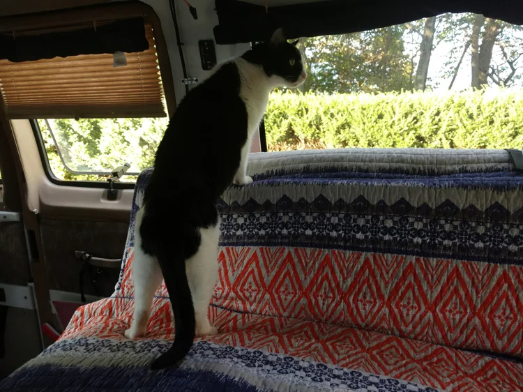 Guide to Vanlife with Cats — Vanlife