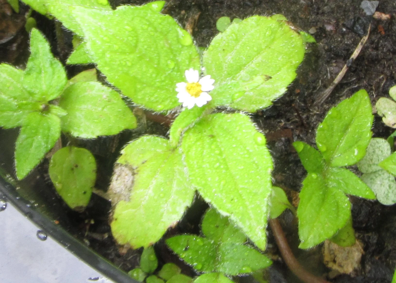 The Joyful Forager-BLOG