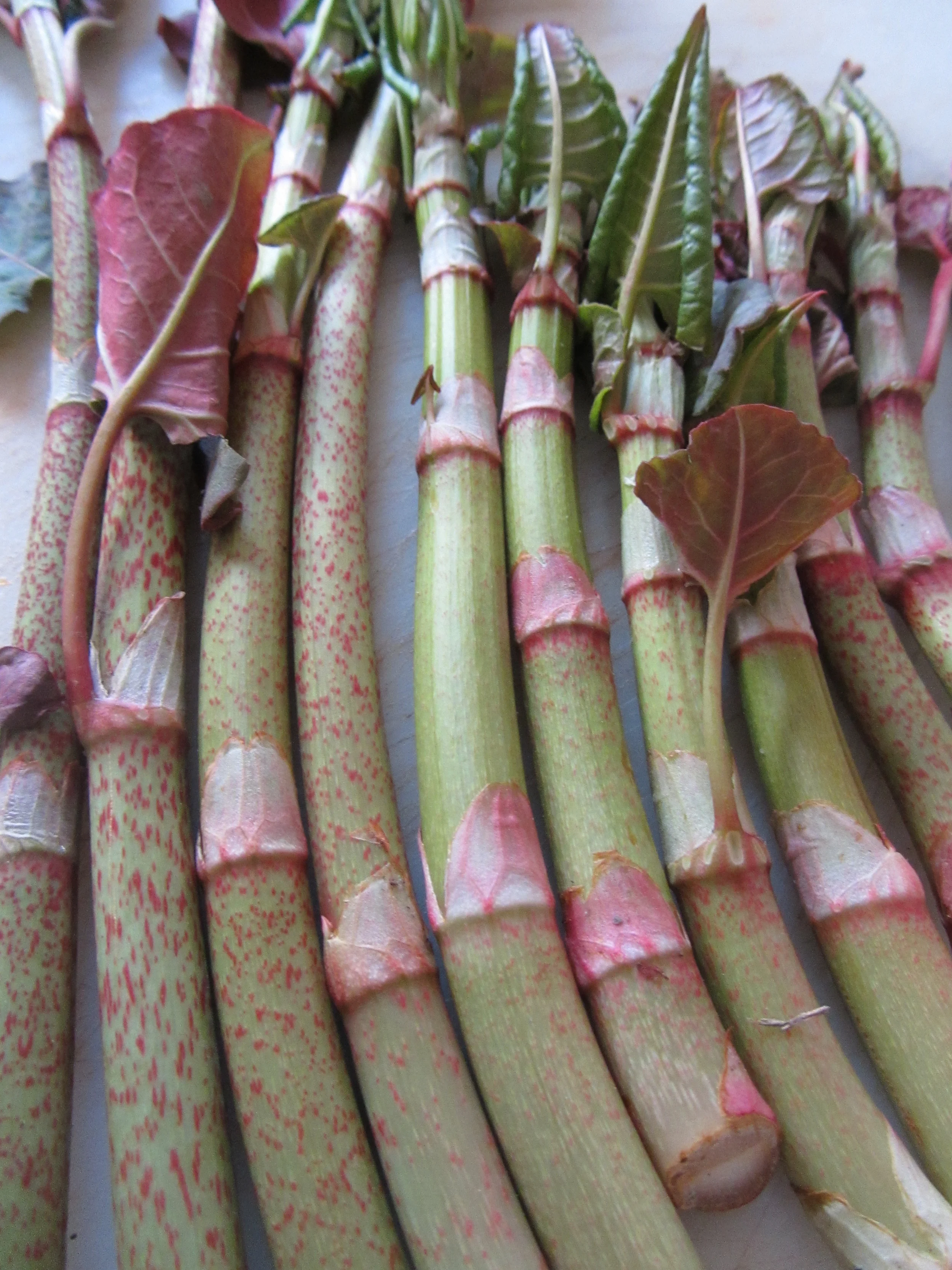 The Joyful Forager Japanese Knotweed A Healthy Edible Invasive