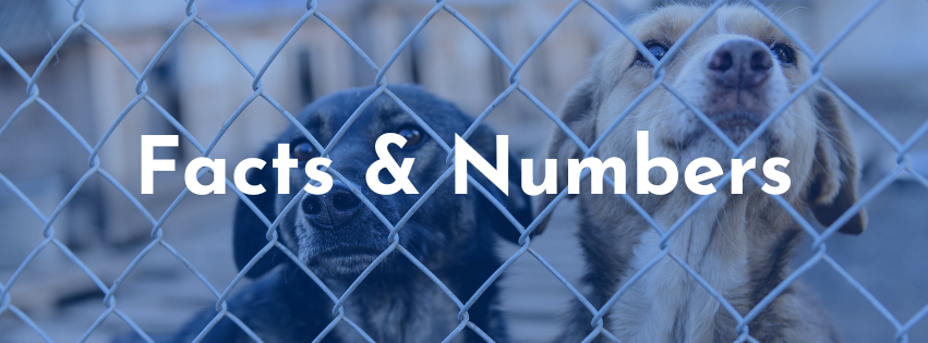 The Facts & Numbers — noah's ark