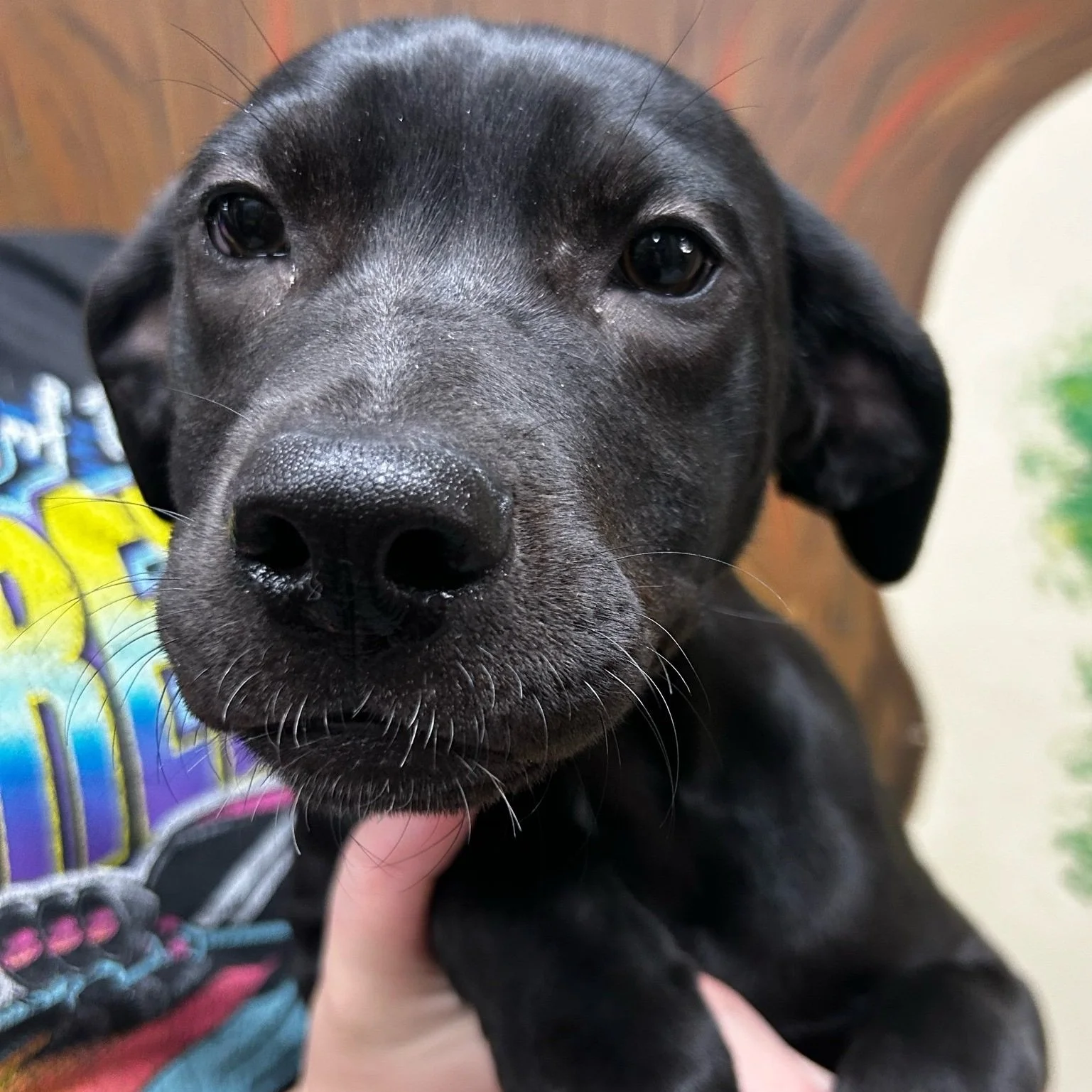 Adoptable Dogs — noah's ark