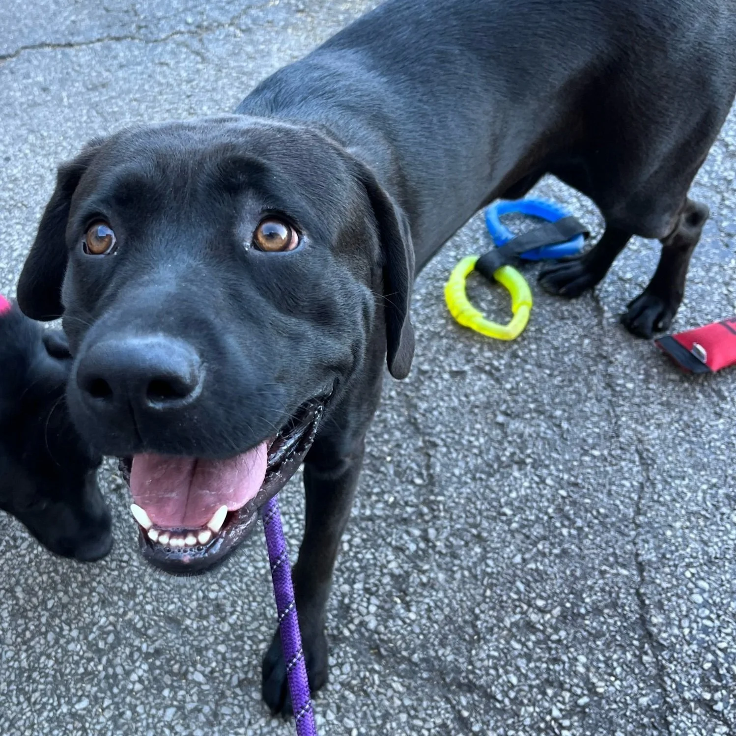 Adoptable Dogs — noah's ark