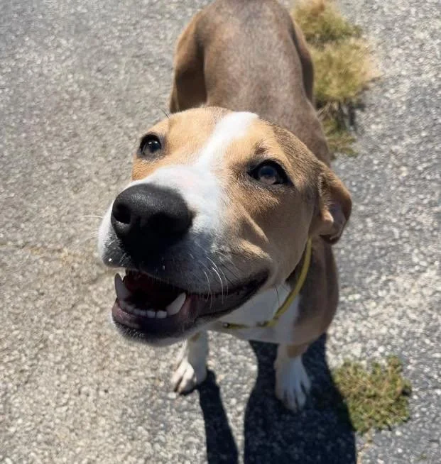 Adoptable Dogs — noah's ark