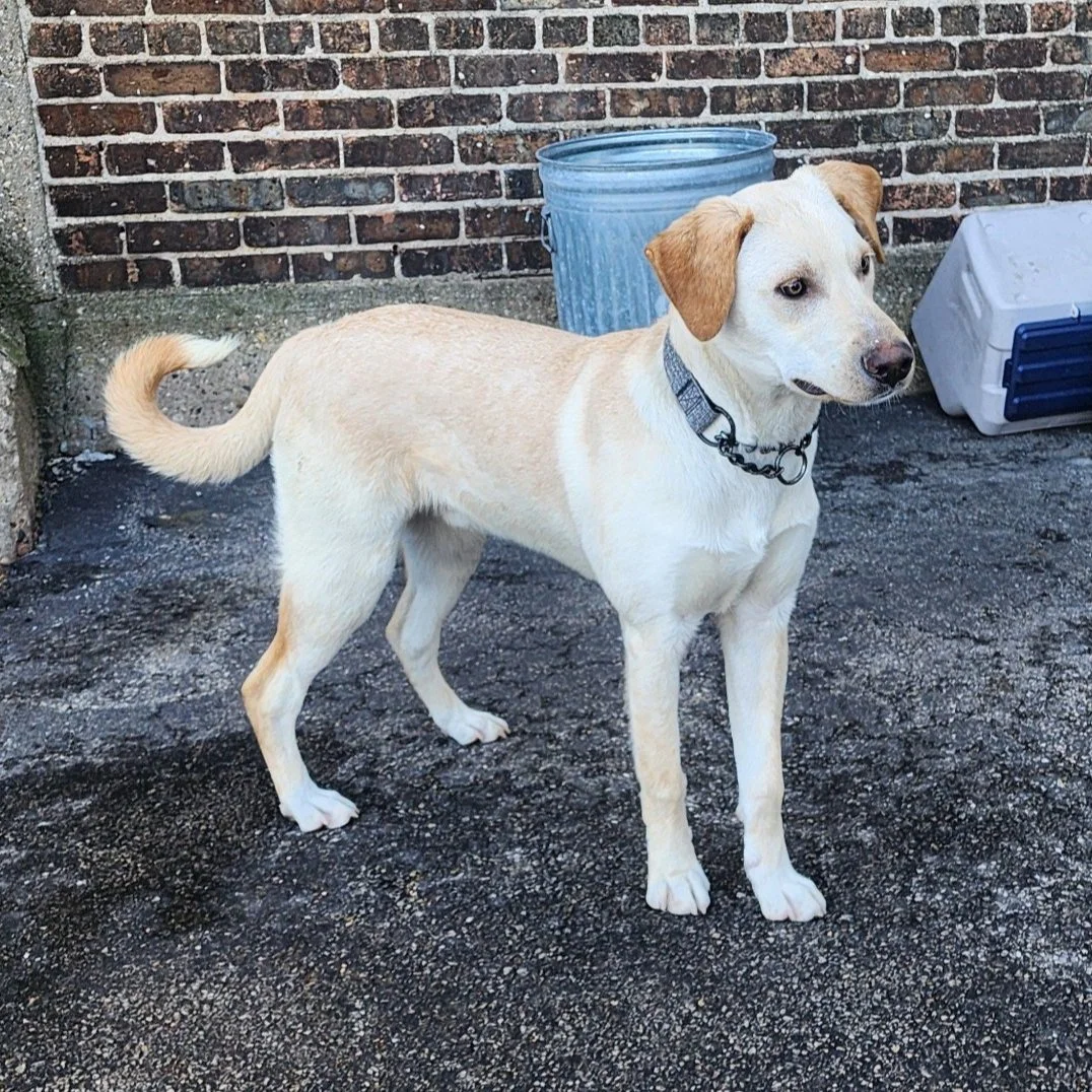 Adoptable Dogs — noah's ark