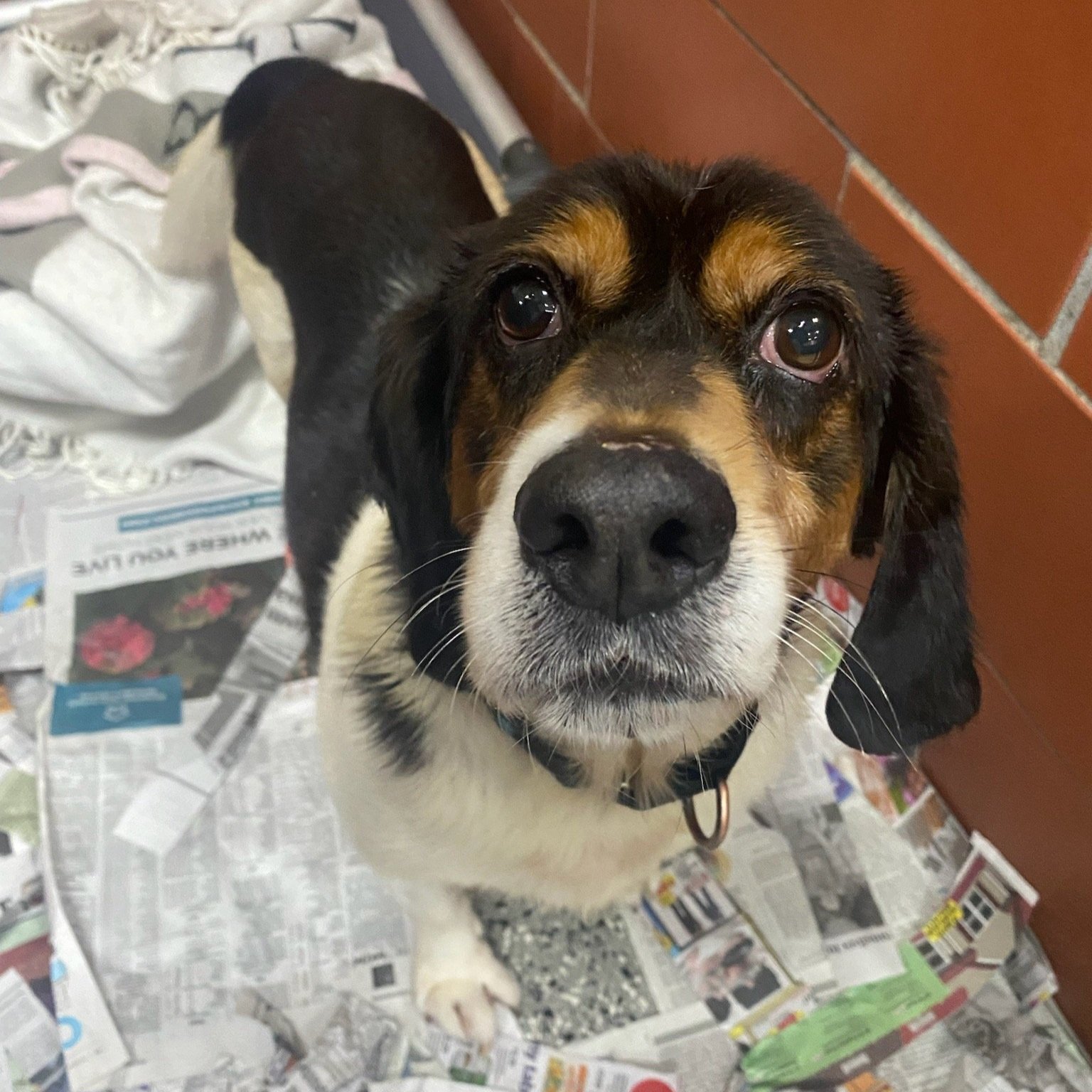 Adoptable Dogs — noah's ark