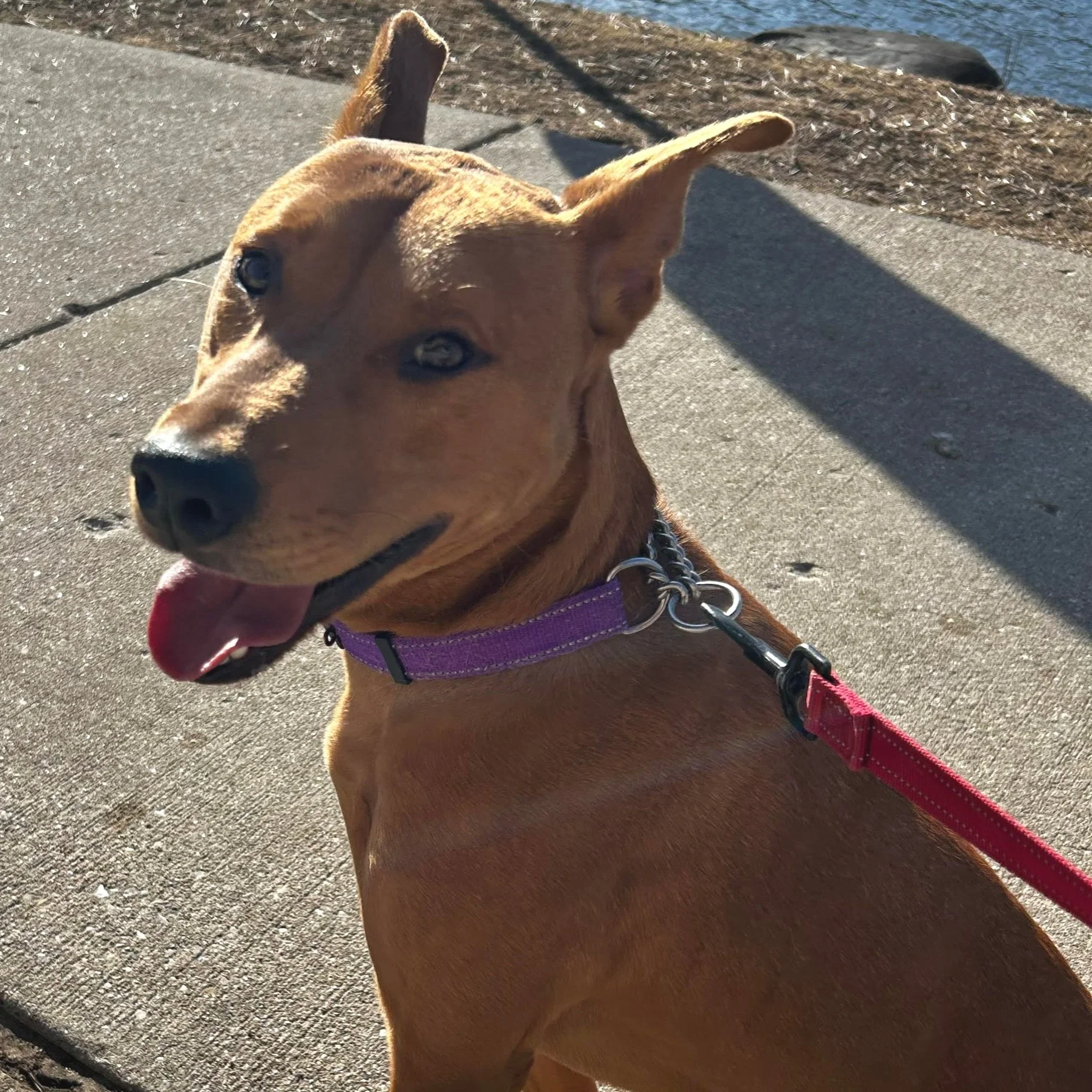 Adoptable Dogs — noah's ark