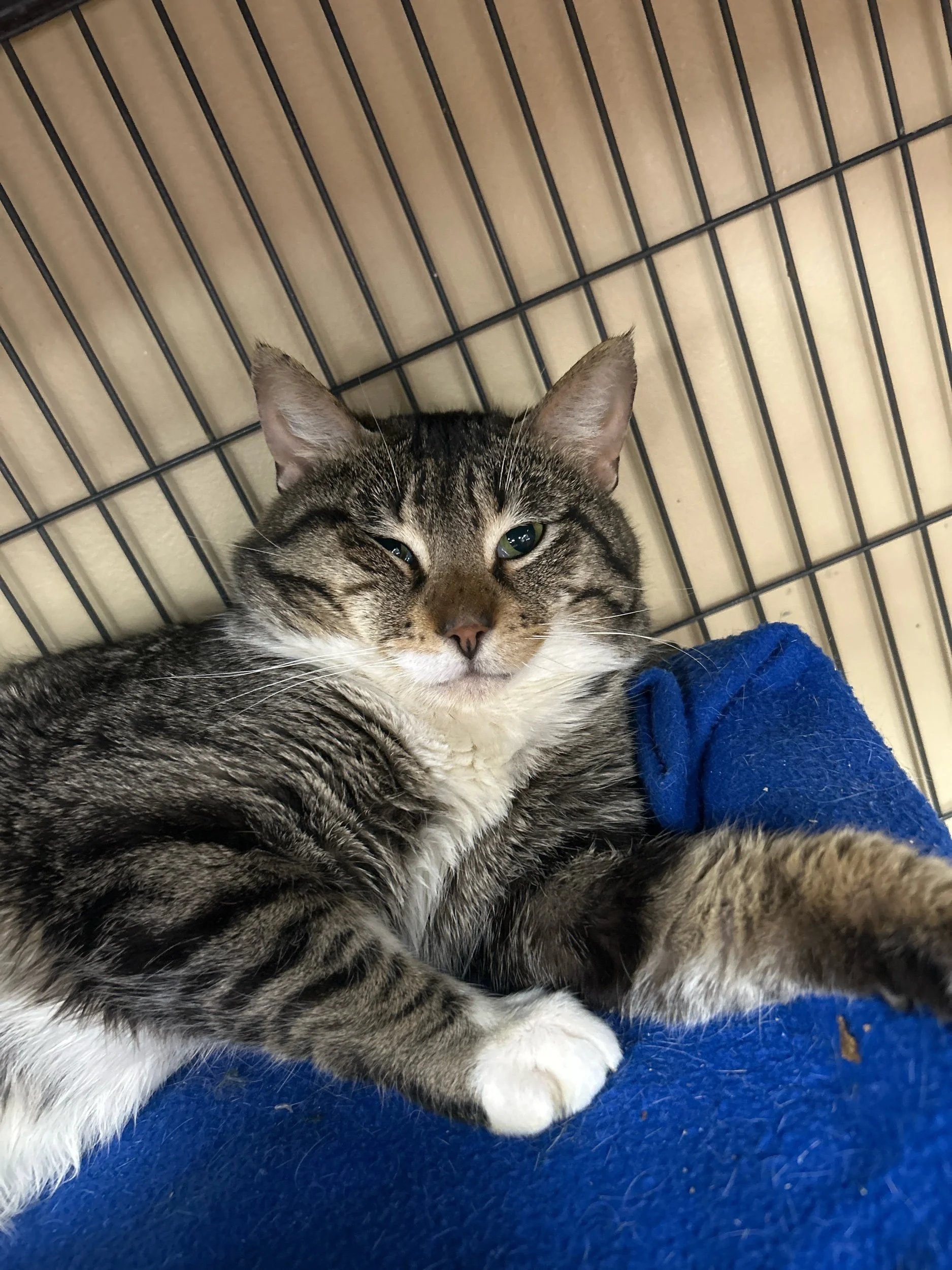 Adoptable Cats — noah's ark