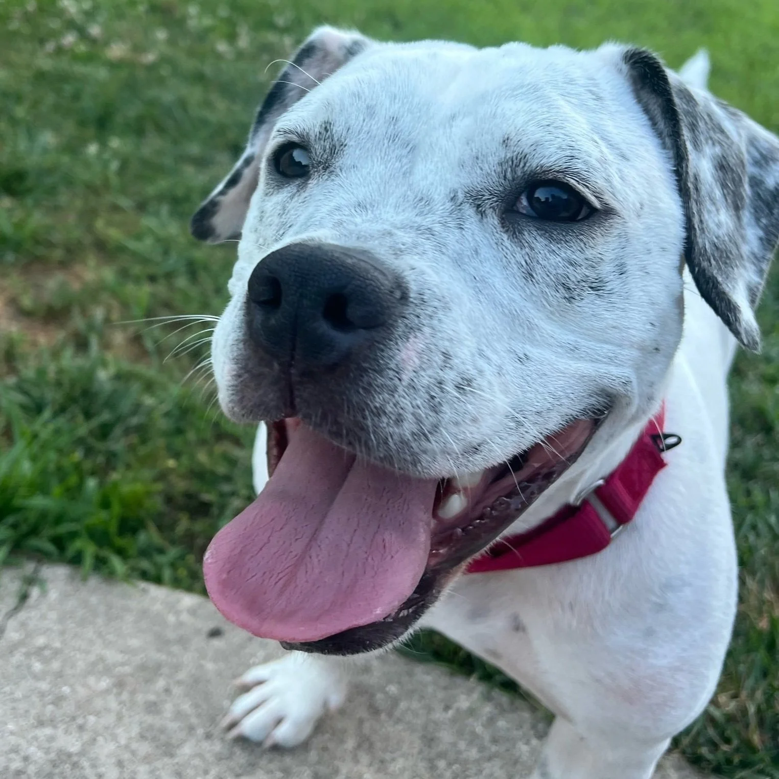 Adoptable Dogs — noah's ark
