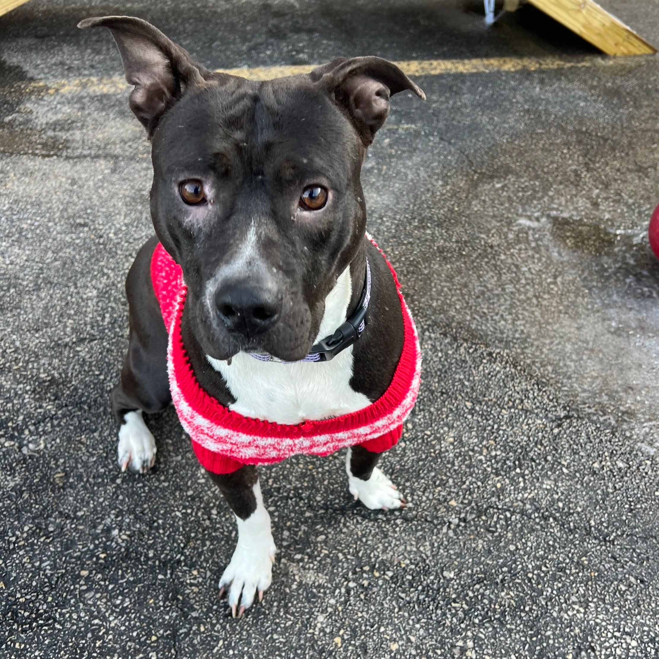 Adoptable Dogs — noah's ark