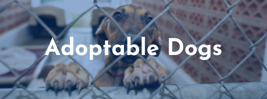 Adoptable Dogs — noah's ark