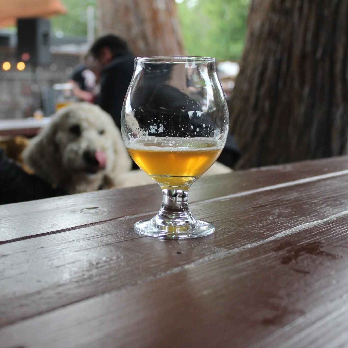 Steel Bonnet Brewing Company