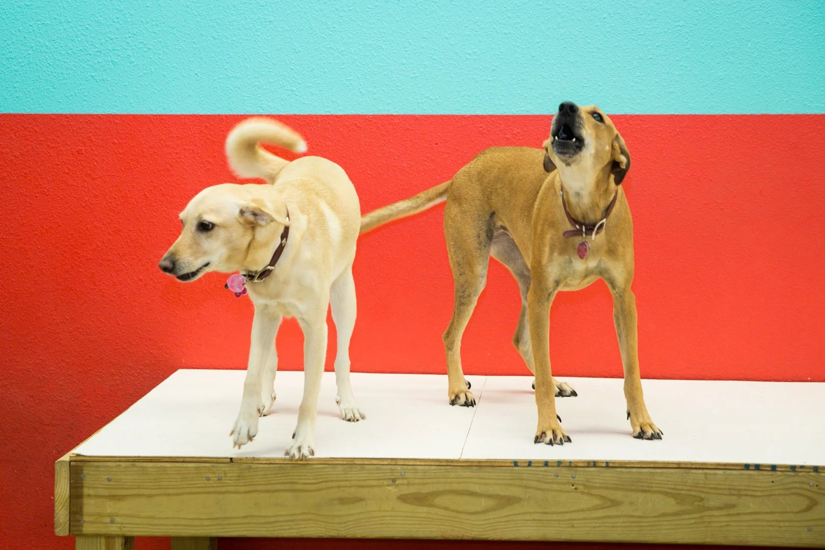 Gallery — Austin Pup Culture