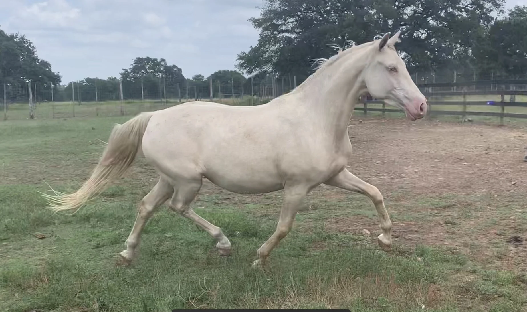 The Broodmares — Bailey Ranch Breeders