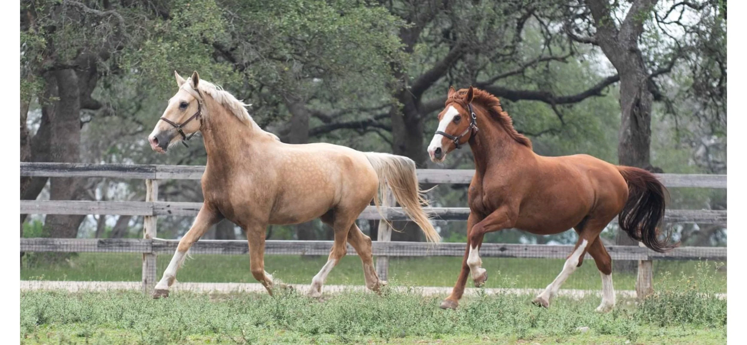 Bailey Ranch Breeders