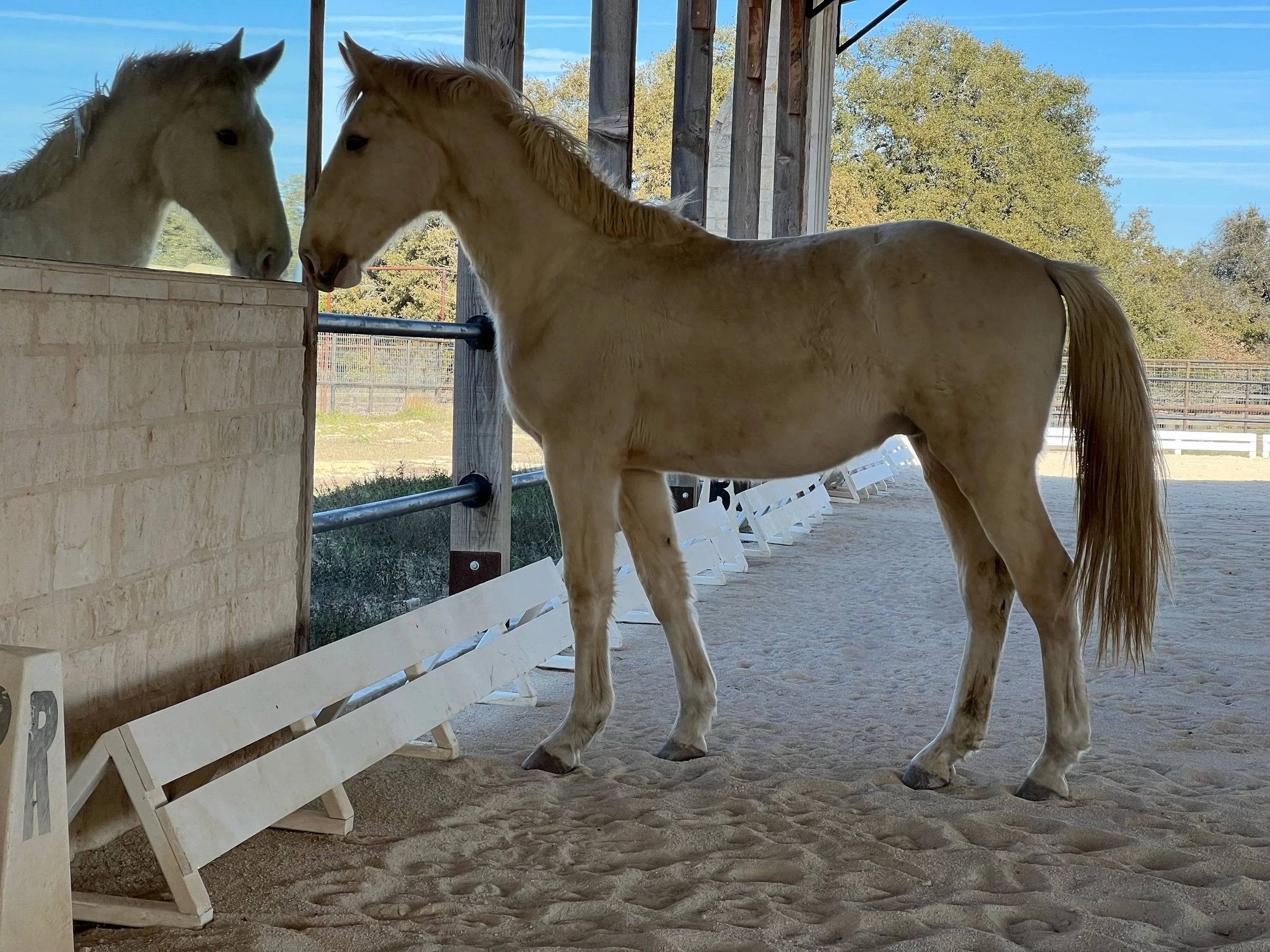 San Juan BRB — Bailey Ranch Breeders
