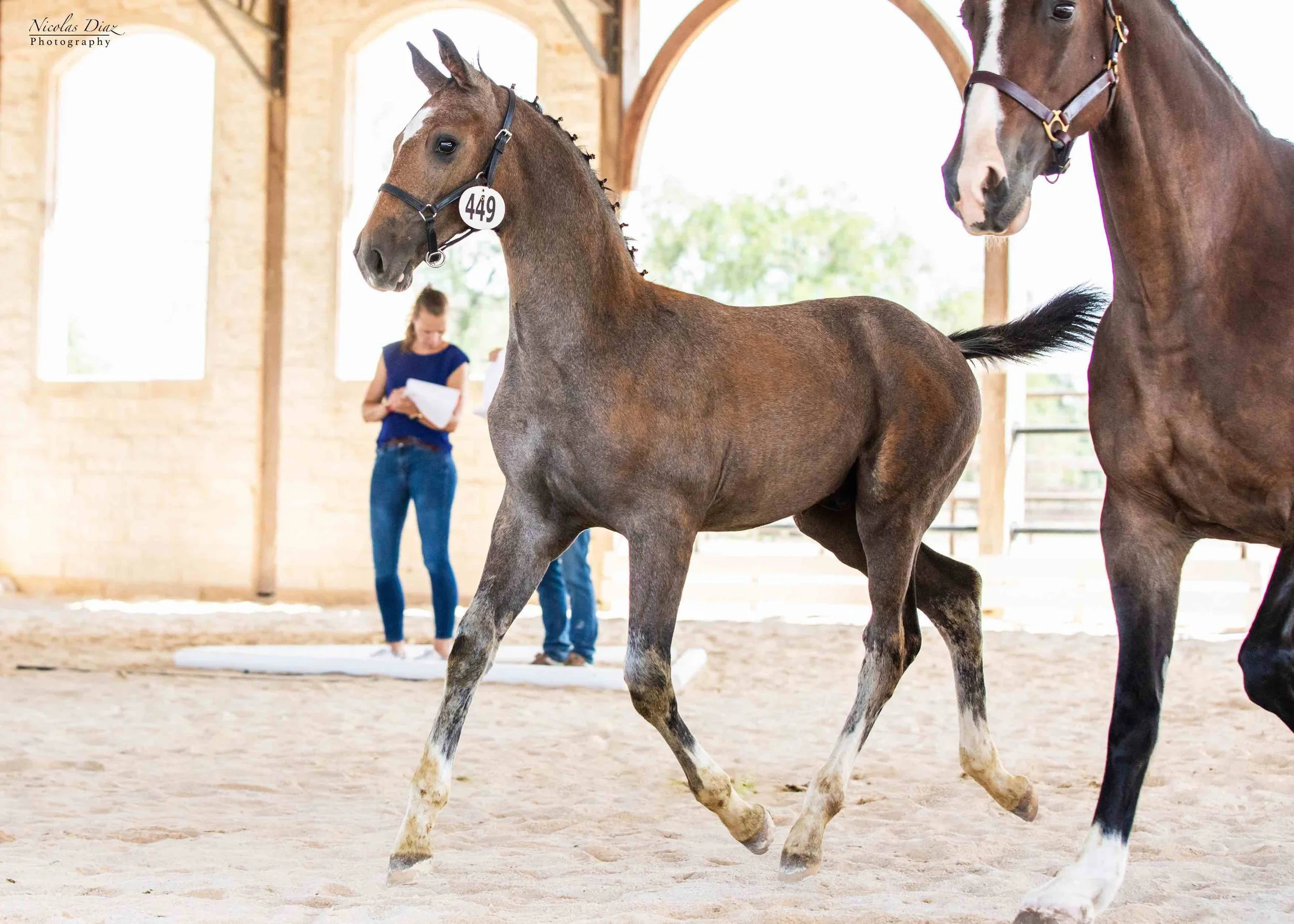 Ultimate BRB — Bailey Ranch Breeders