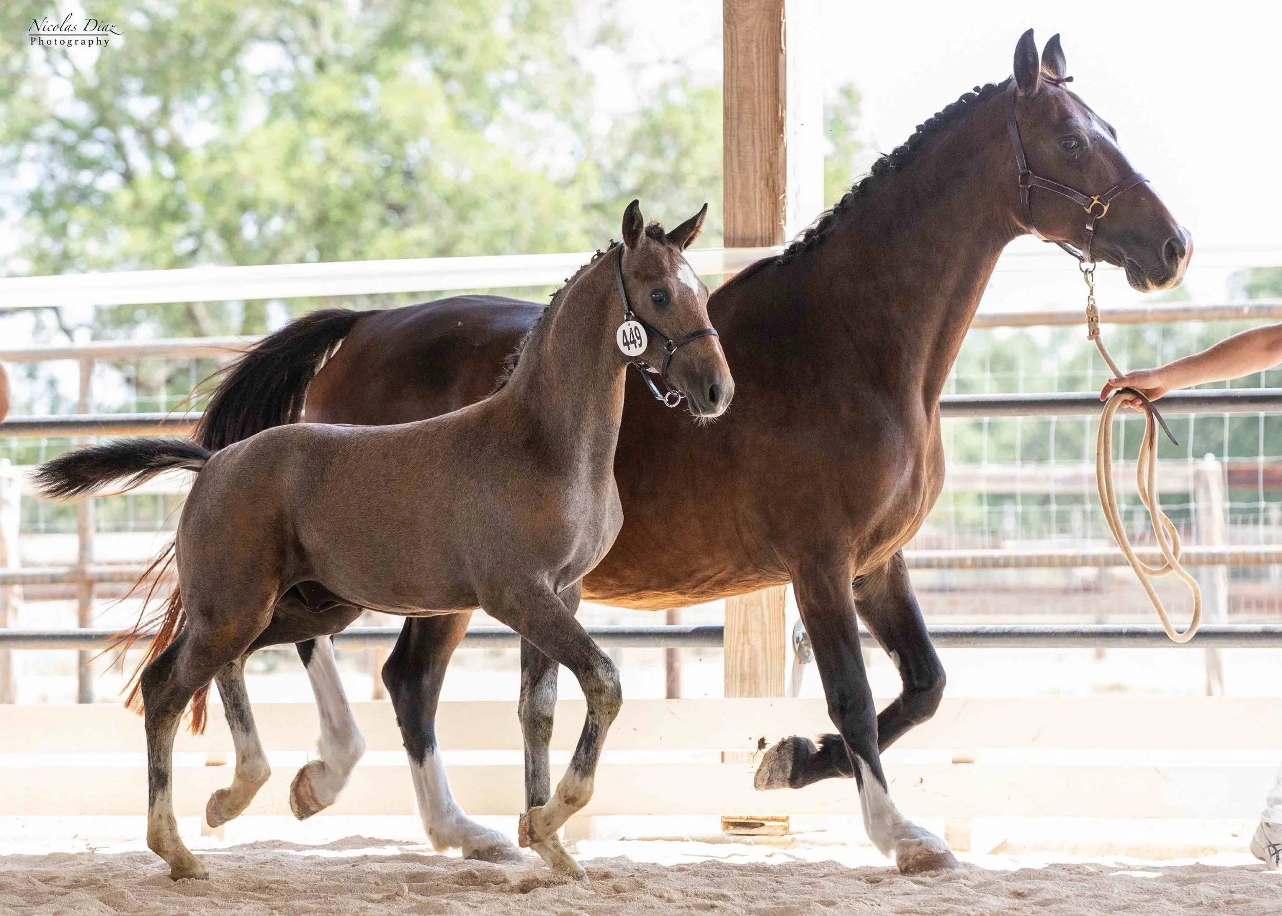 Ultimate BRB — Bailey Ranch Breeders