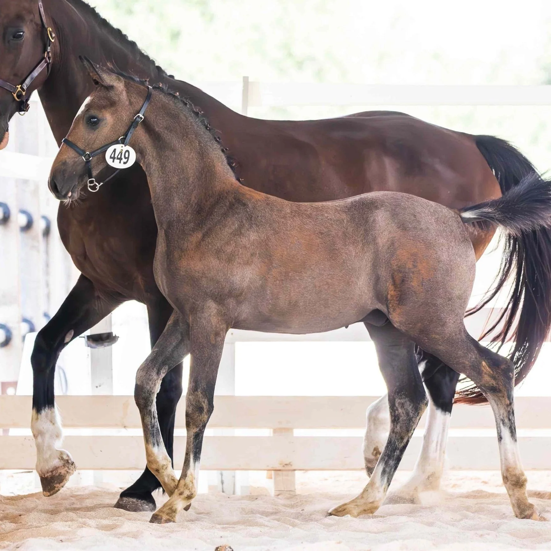 Ultimate BRB — Bailey Ranch Breeders