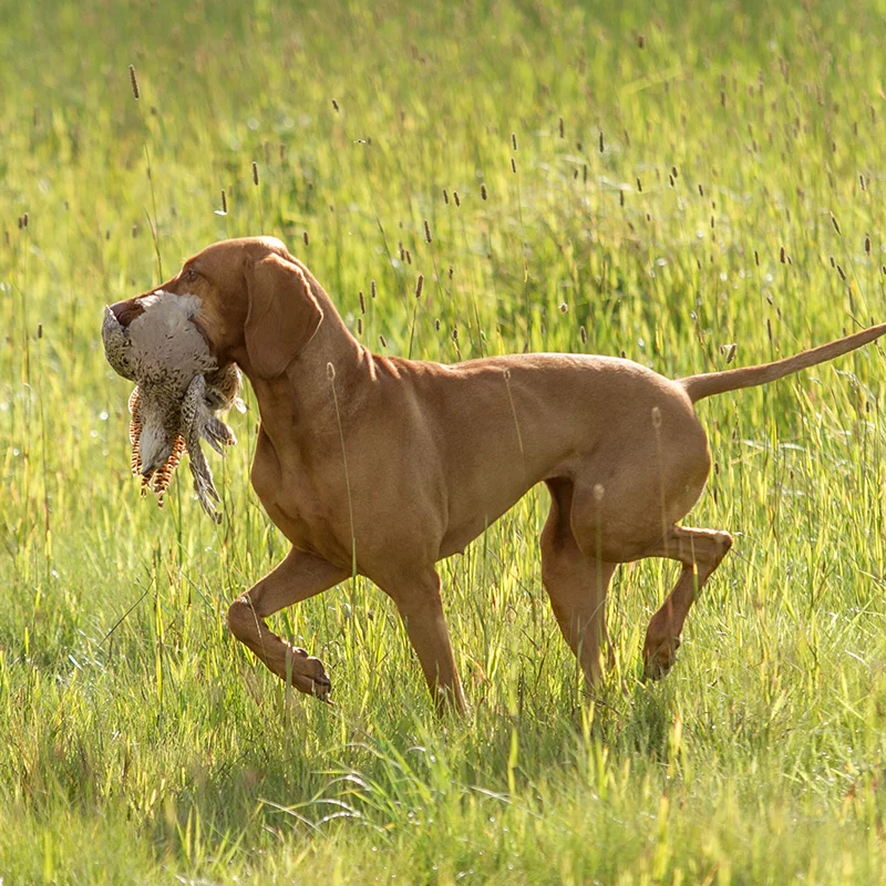 Gun Dog Training in Yorkshire - FarlaVale Gundogs