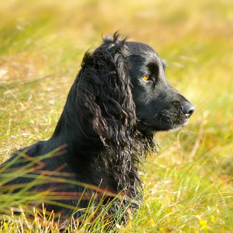 Gun Dog Training in Yorkshire - FarlaVale Gundogs