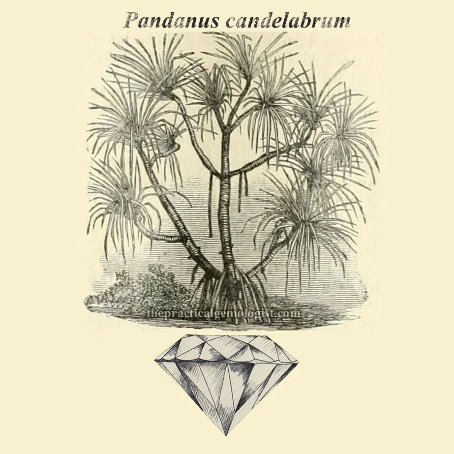 The Diamond Plant — The Practical Gemologist