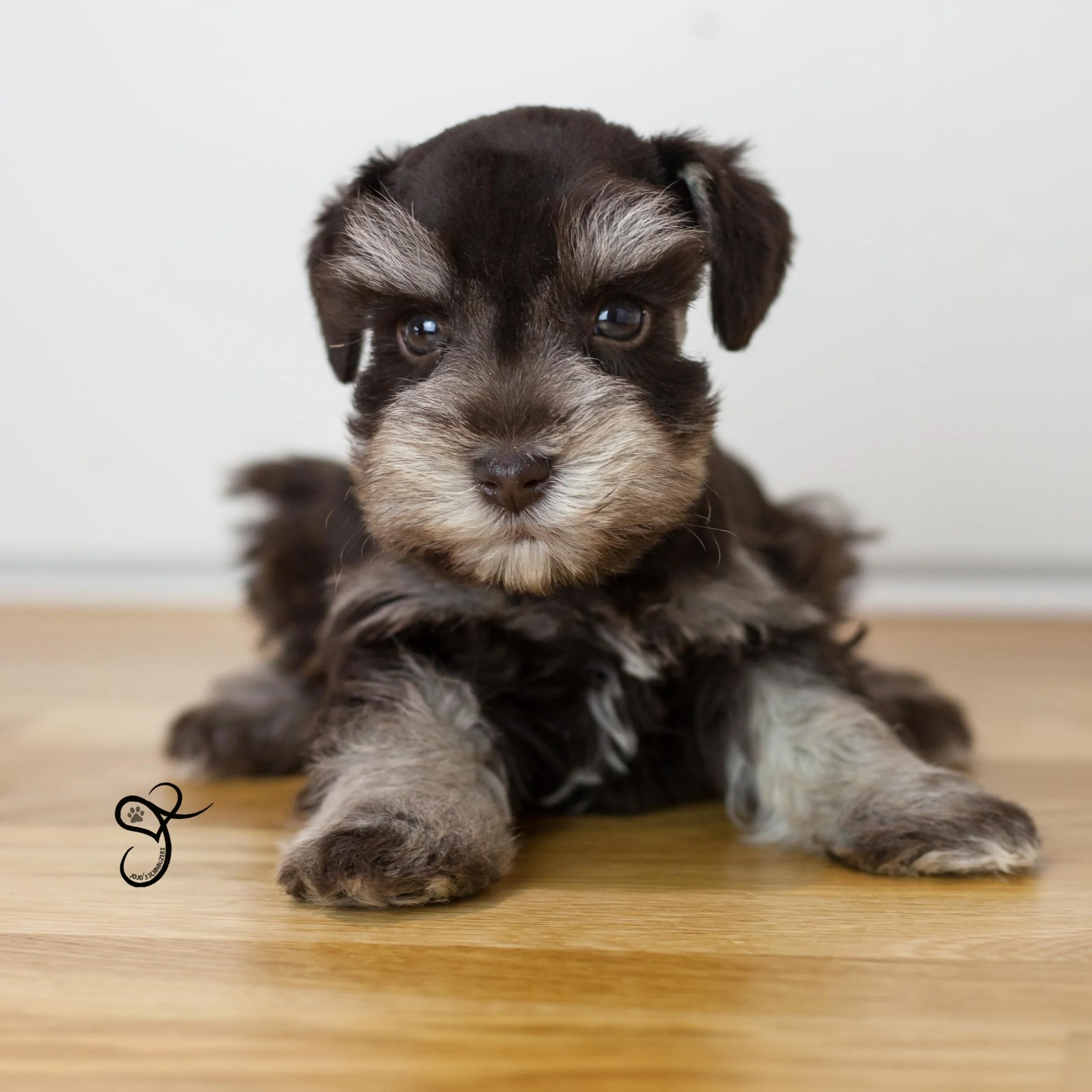 Black And Tan Miniature Schnauzer