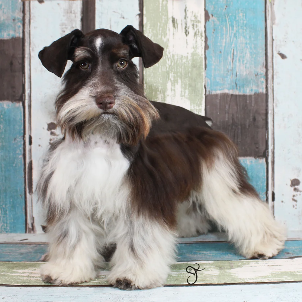 Liver Miniature Schnauzer