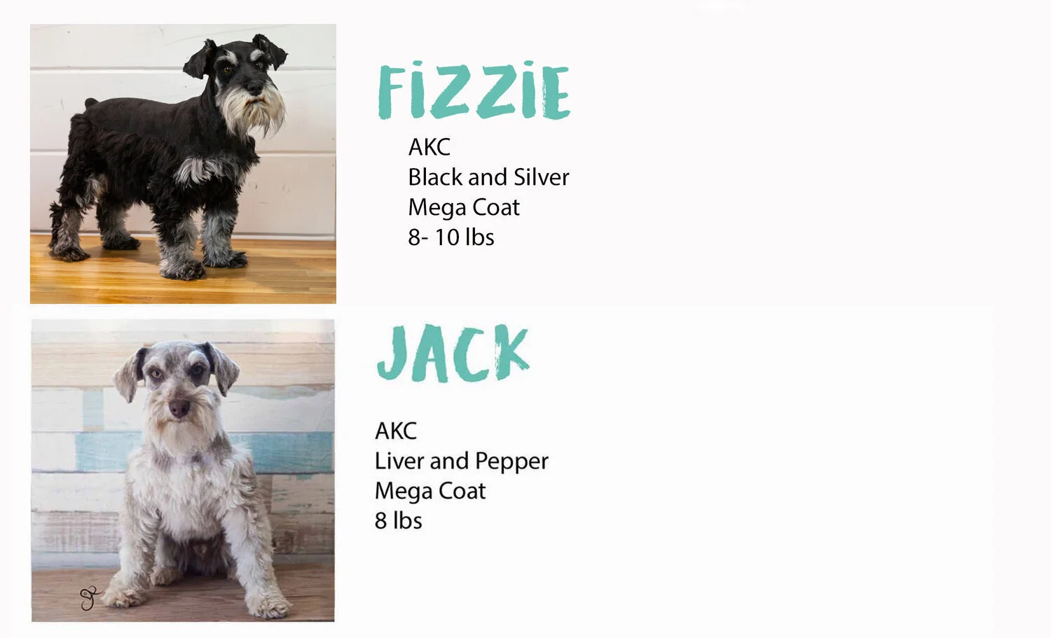 Standard Schnauzer Size Chart