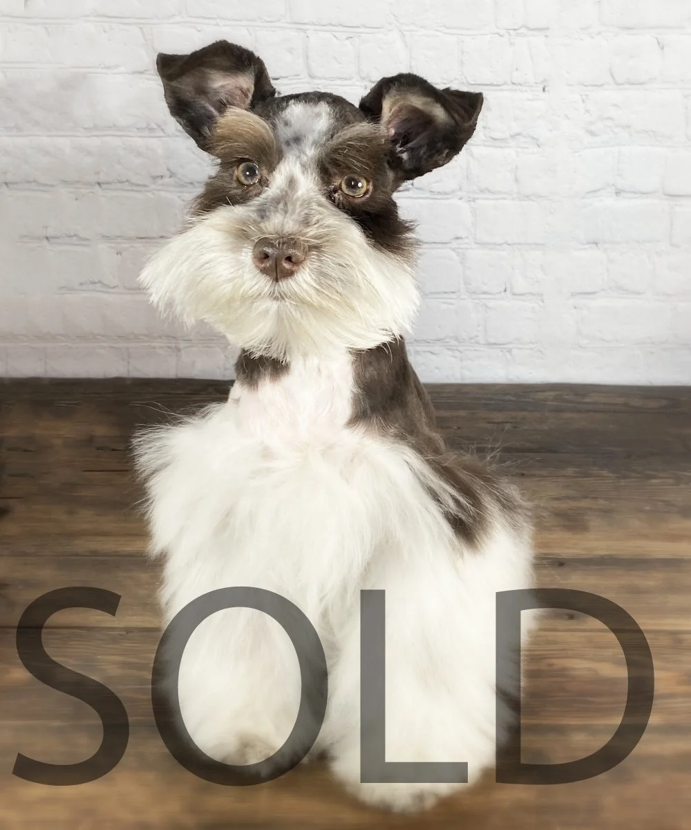 How To Dock Schnauzer Puppy Tails