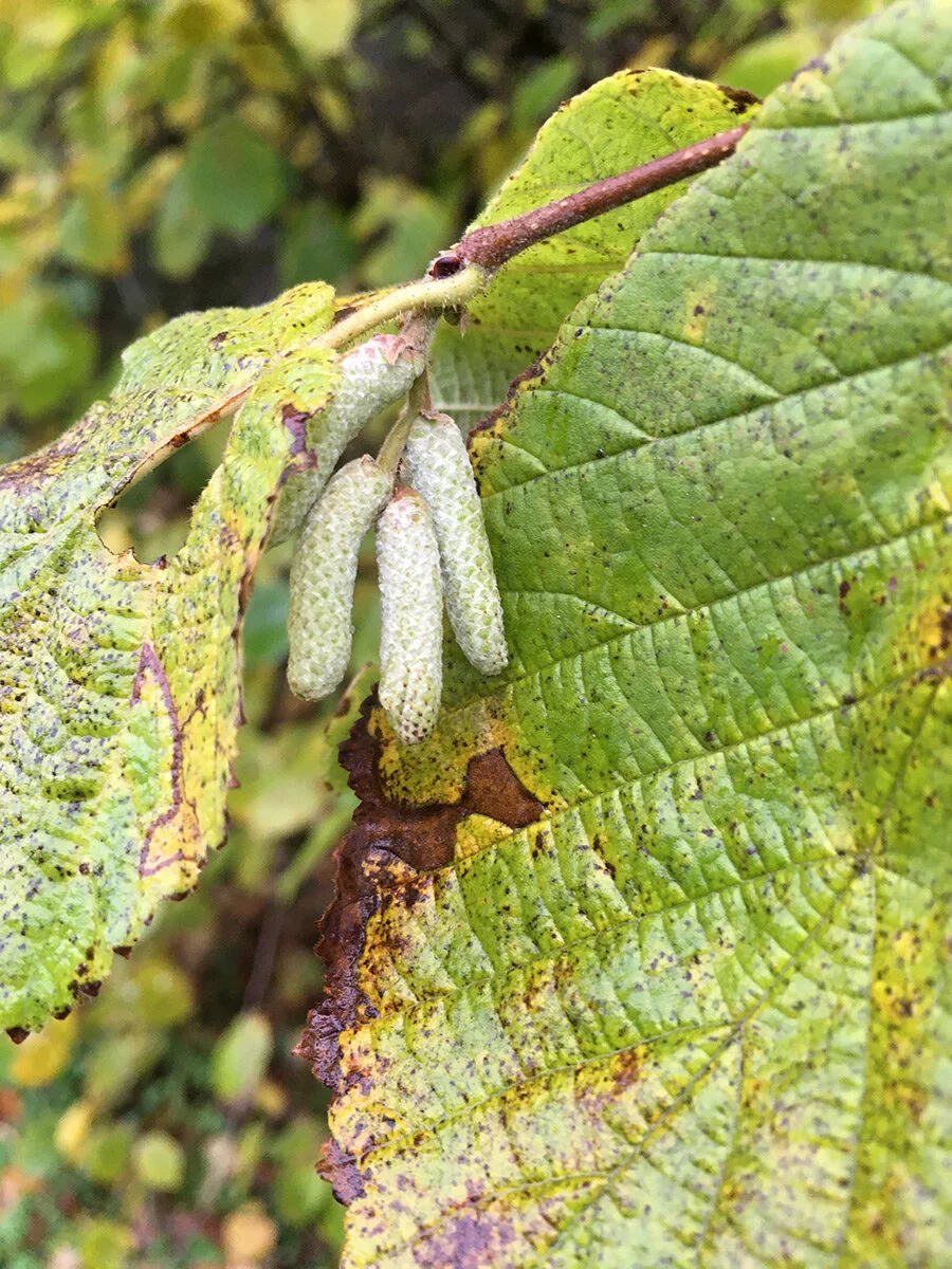 Hazelnut Catkins — Bryan Ribelin