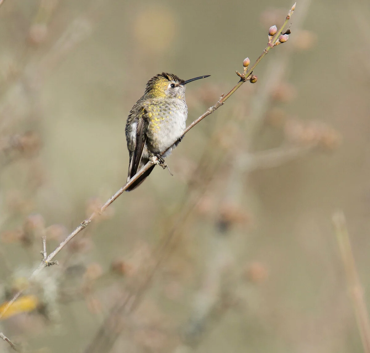 Anna's Hummingbird — Bryan Ribelin