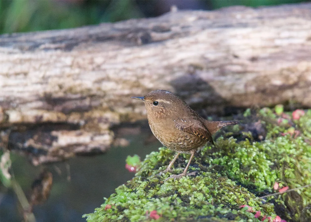 Pacific Wren — Bryan Ribelin