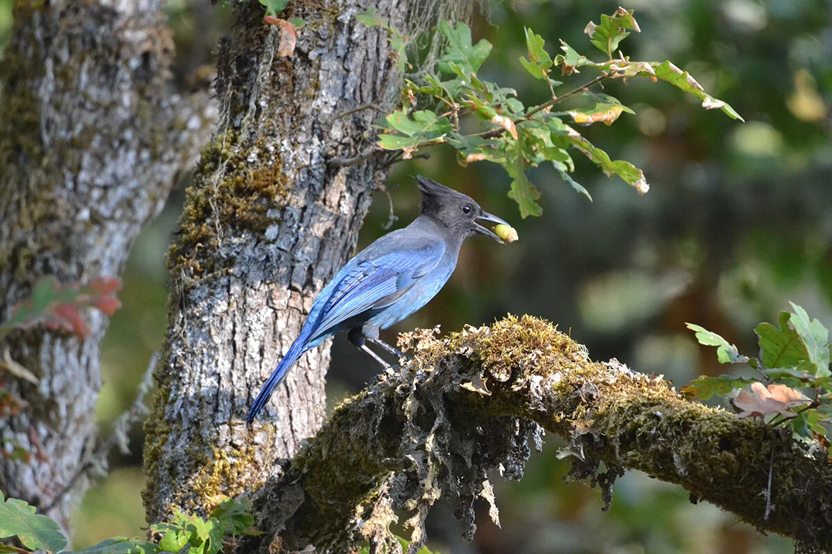 Steller's Jay Harvesting Acorns — Bryan Ribelin