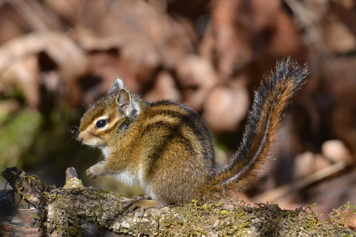 Townsend's Chipmunk — Bryan Ribelin