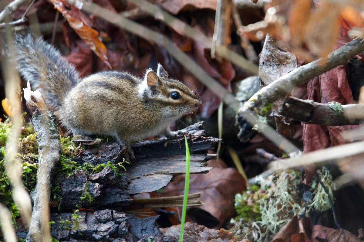 Townsend's Chipmunk — Bryan Ribelin