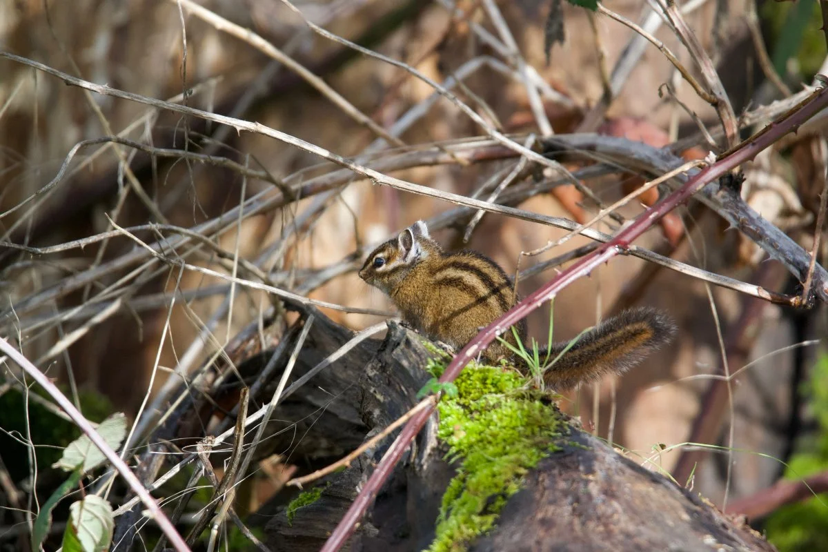 Townsend's Chipmunk — Bryan Ribelin