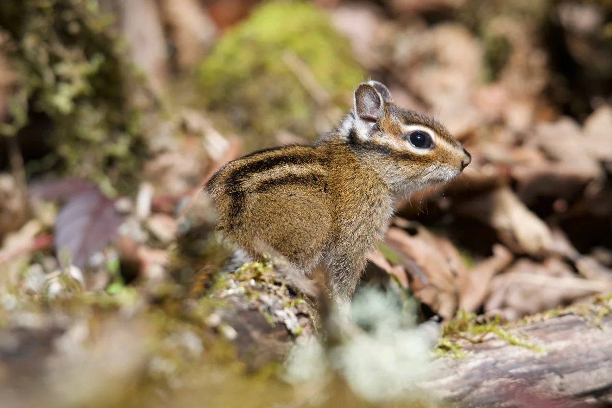 Townsend's Chipmunk — Bryan Ribelin