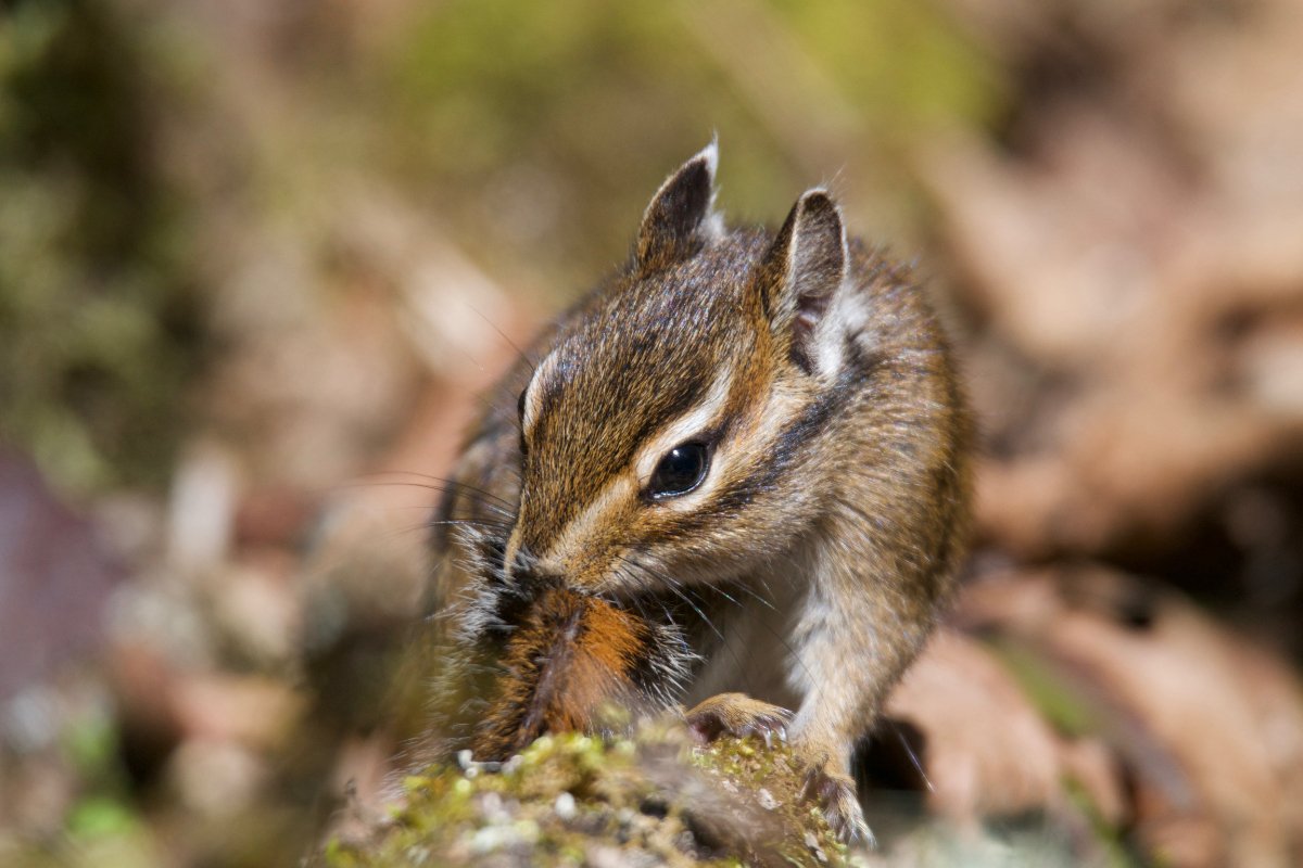 Townsend's Chipmunk — Bryan Ribelin
