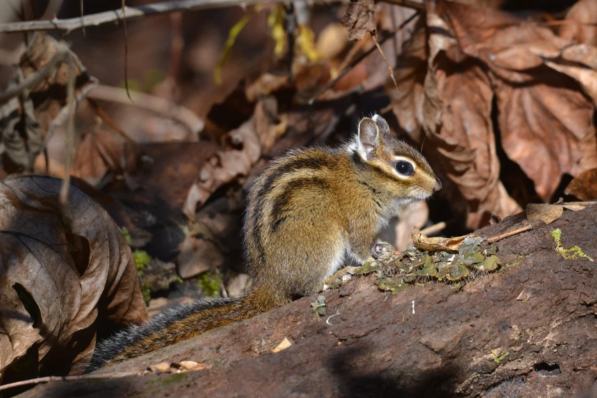 Townsend's Chipmunk — Bryan Ribelin
