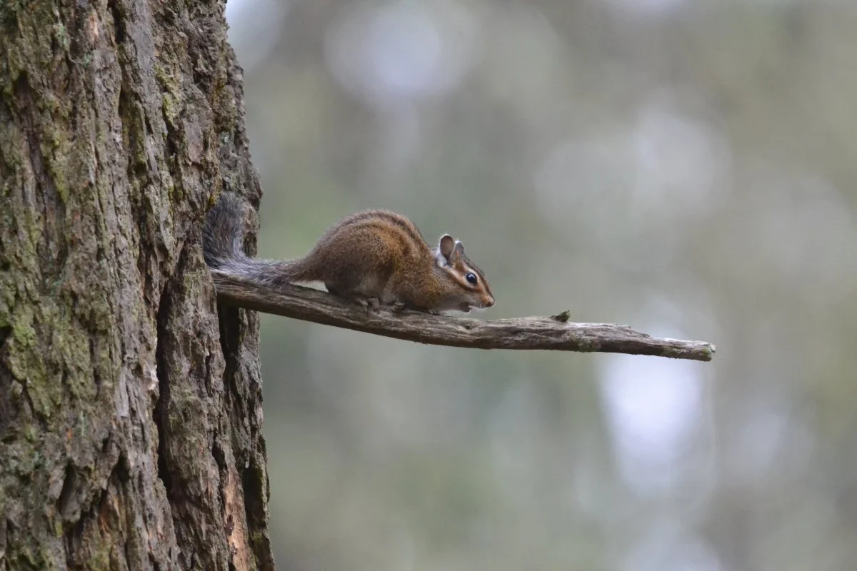 Townsend's Chipmunk — Bryan Ribelin